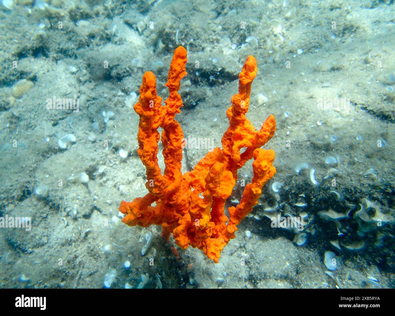 Orange Candlestick Sponge - Axinella cannabina Stock Photo - Alamy