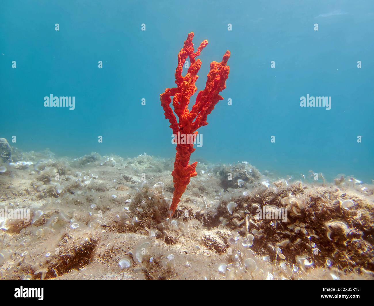Orange Candlestick Sponge - Axinella cannabina Stock Photo - Alamy