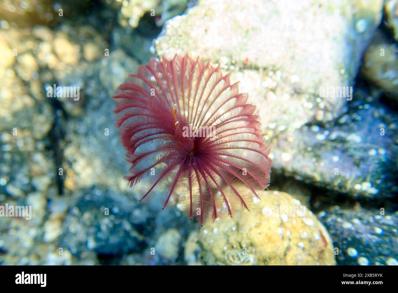Purple Sabellastarte marine polychaete worm, closeup underwater ...
