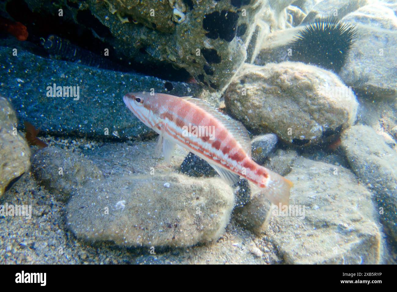 Mediterranean grouper fish close camera hi-res stock photography and ...