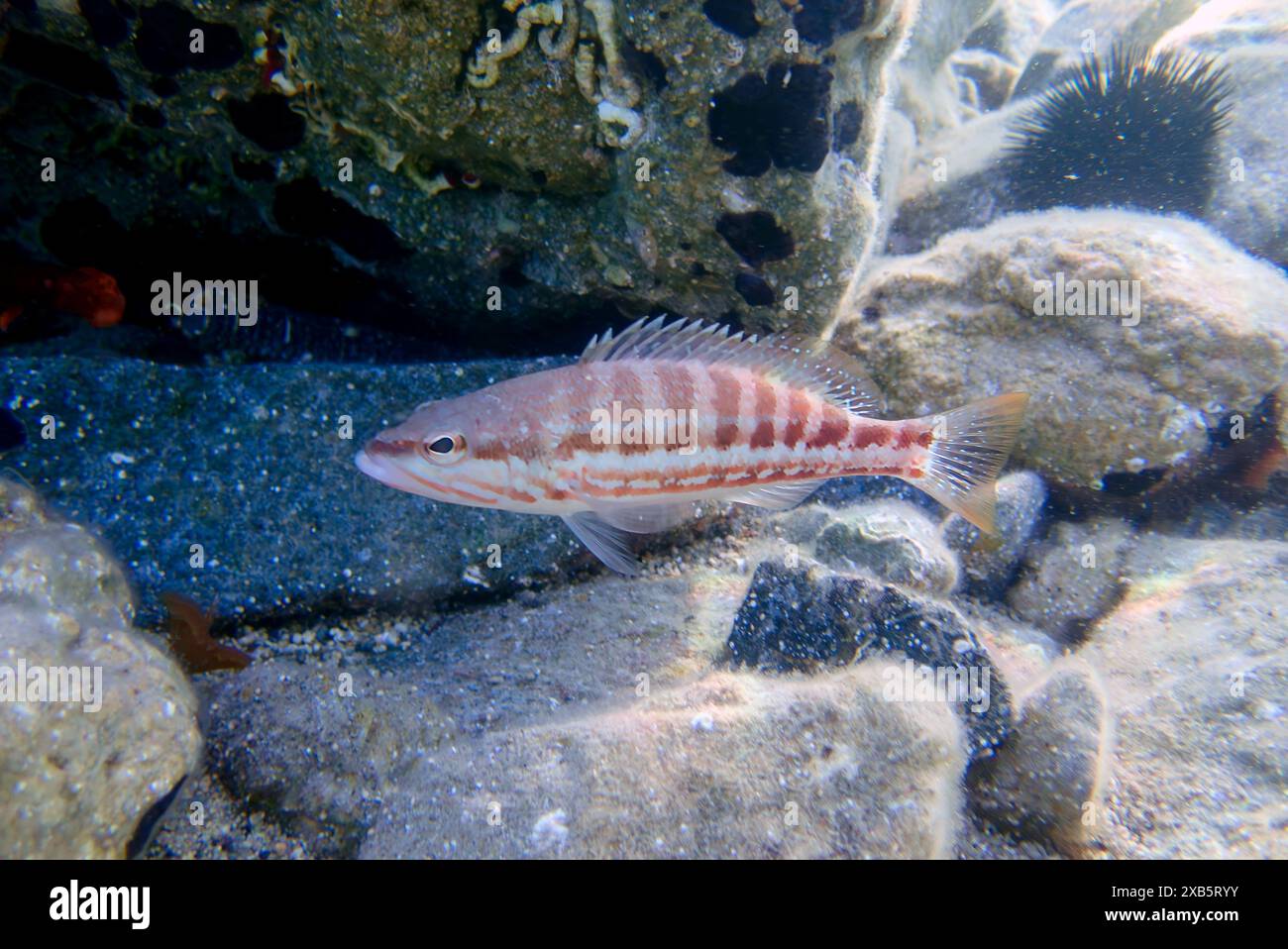Mediterranean grouper fish close camera hi-res stock photography and ...