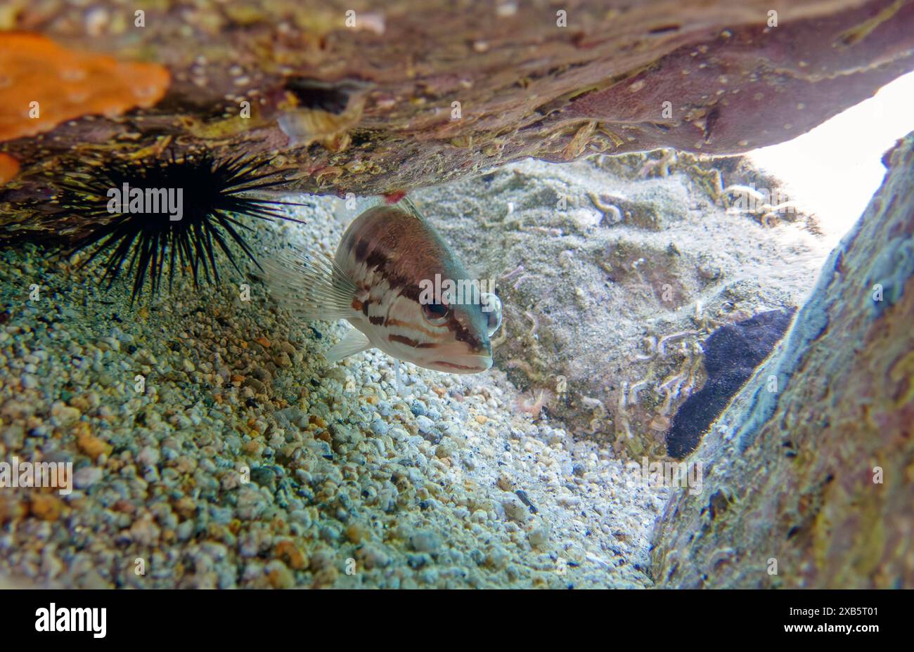 Mediterranean grouper fish close camera hi-res stock photography and ...