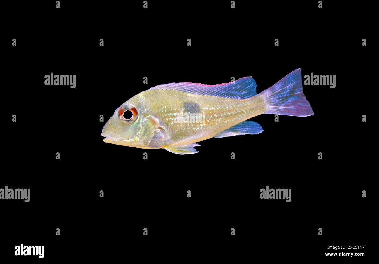 Red Head Tapajos freshwater fish - Geophagus sp Stock Photo - Alamy