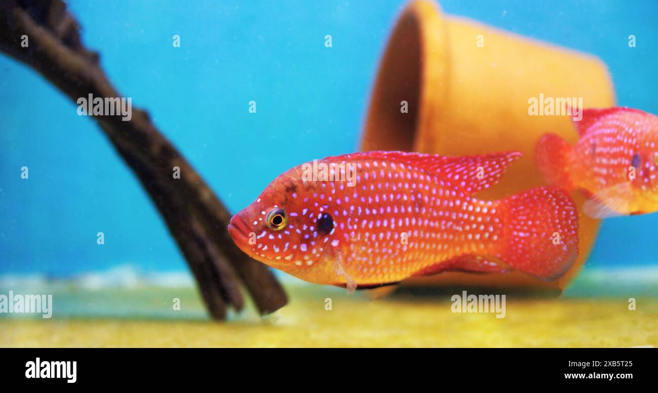 Blood-Red Jewel Cichlid - Hemichromis lifalili Stock Photo - Alamy