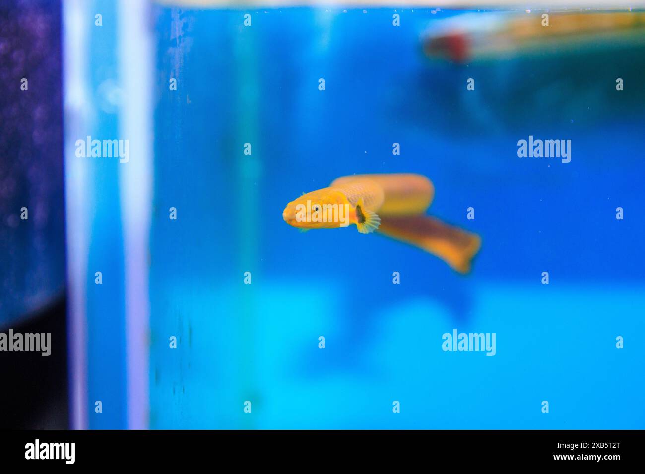 The reedfish, ropefish, or snakefish - (Erpetoichthys calabaricus ...