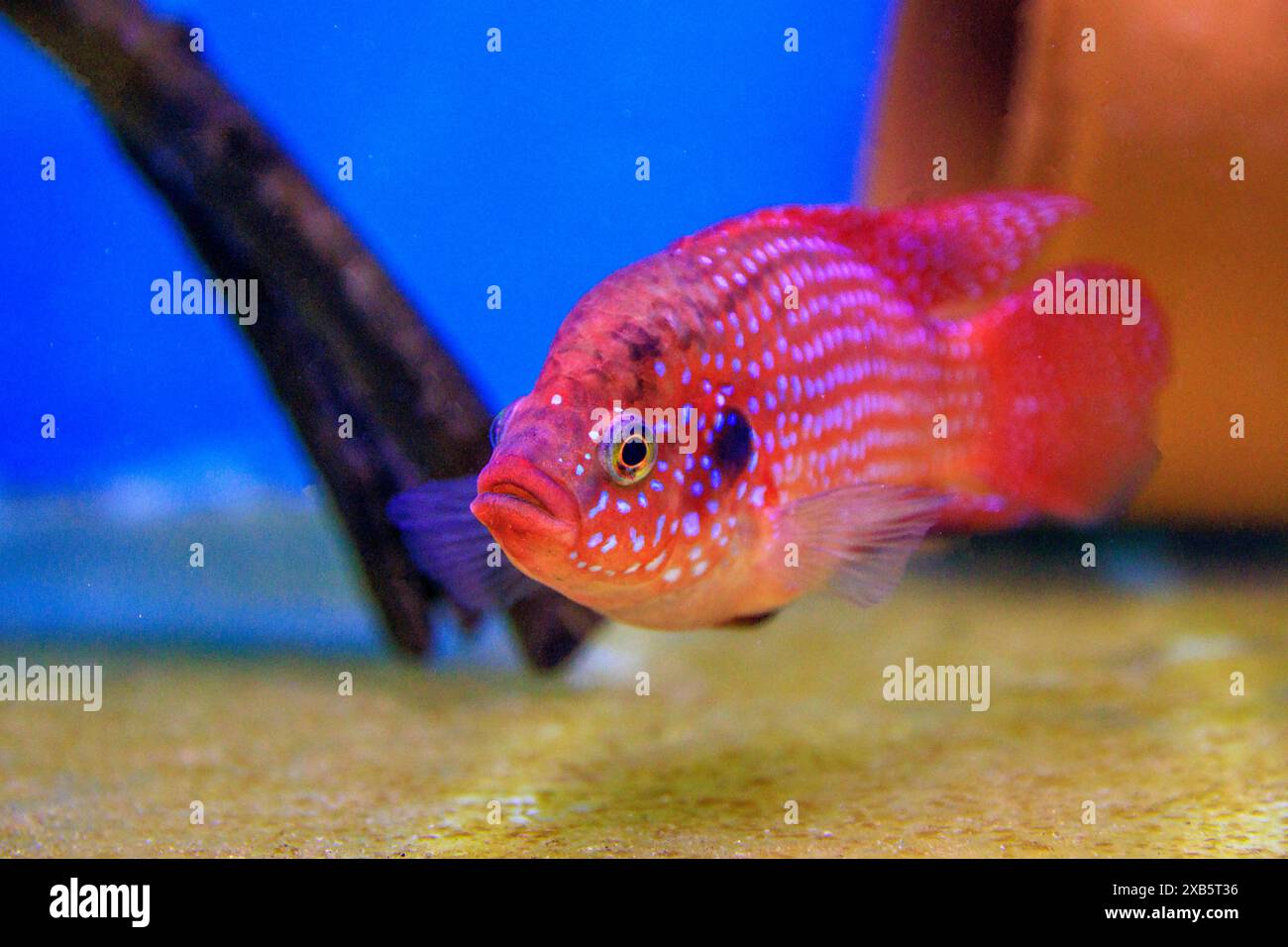 Blood-Red Jewel Cichlid - Hemichromis lifalili Stock Photo - Alamy