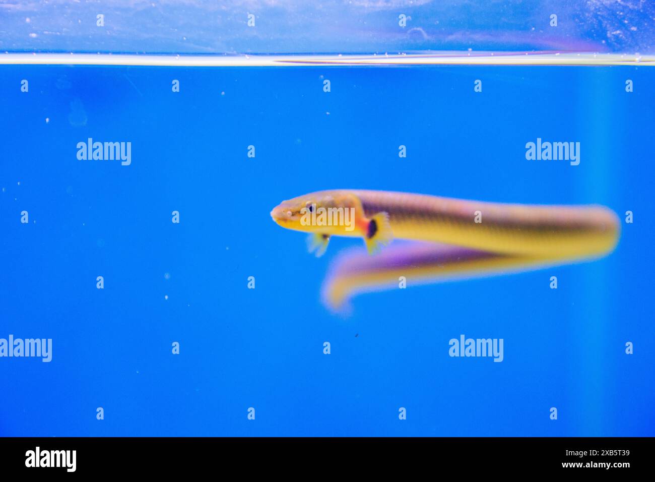 The reedfish, ropefish, or snakefish - (Erpetoichthys calabaricus ...