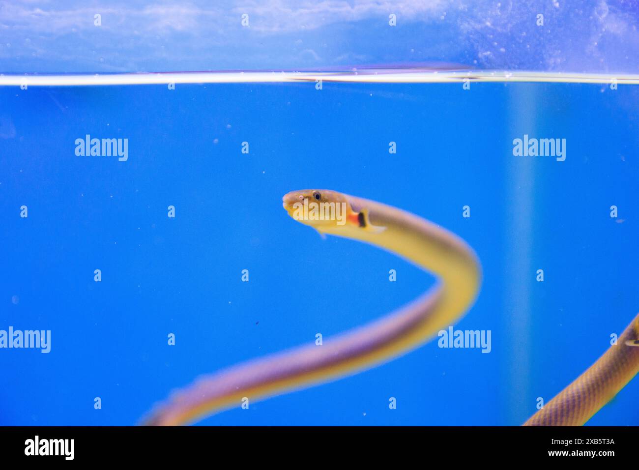 The reedfish, ropefish, or snakefish - (Erpetoichthys calabaricus ...