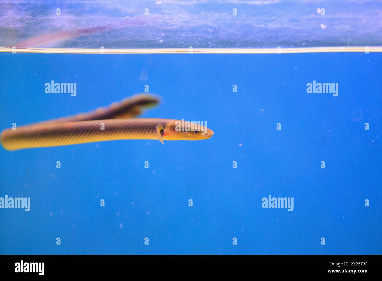 The reedfish, ropefish, or snakefish - (Erpetoichthys calabaricus ...