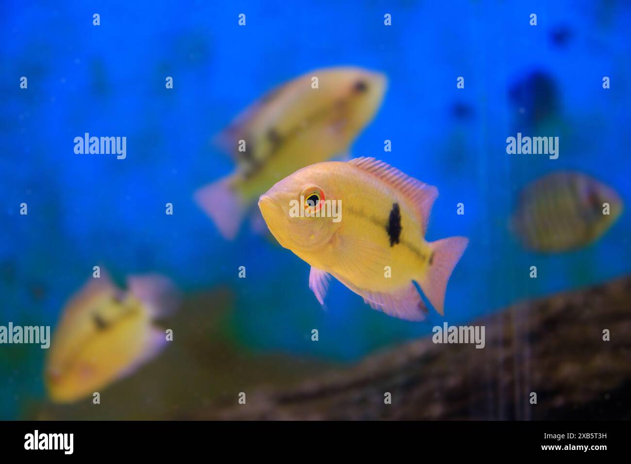 The emerald cichlid fish - (Hypselecara temporalis Stock Photo - Alamy