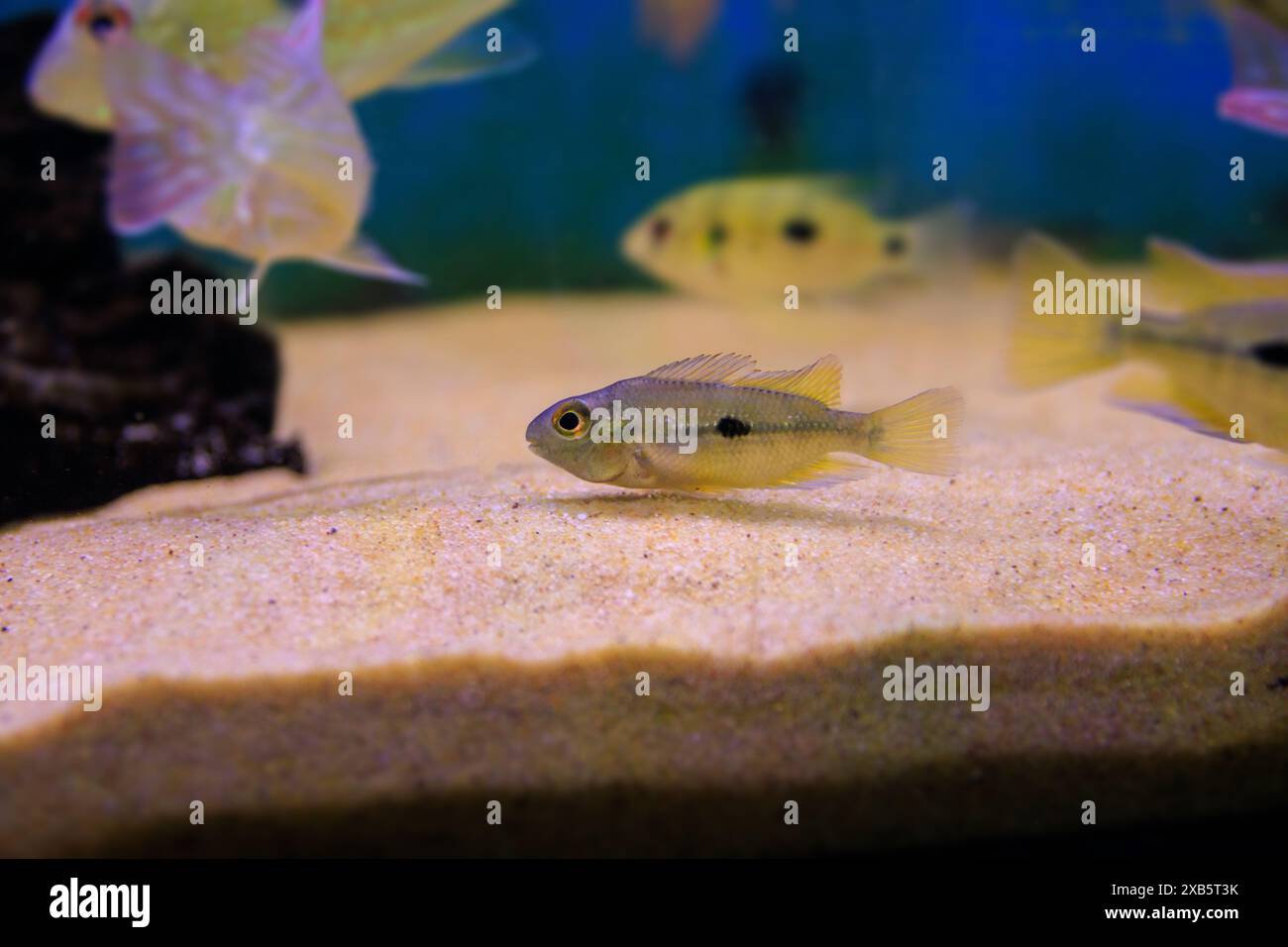 Macaw Nicaraguense Cichlid fish - (Hypsophrys nicaraguensis Stock Photo ...