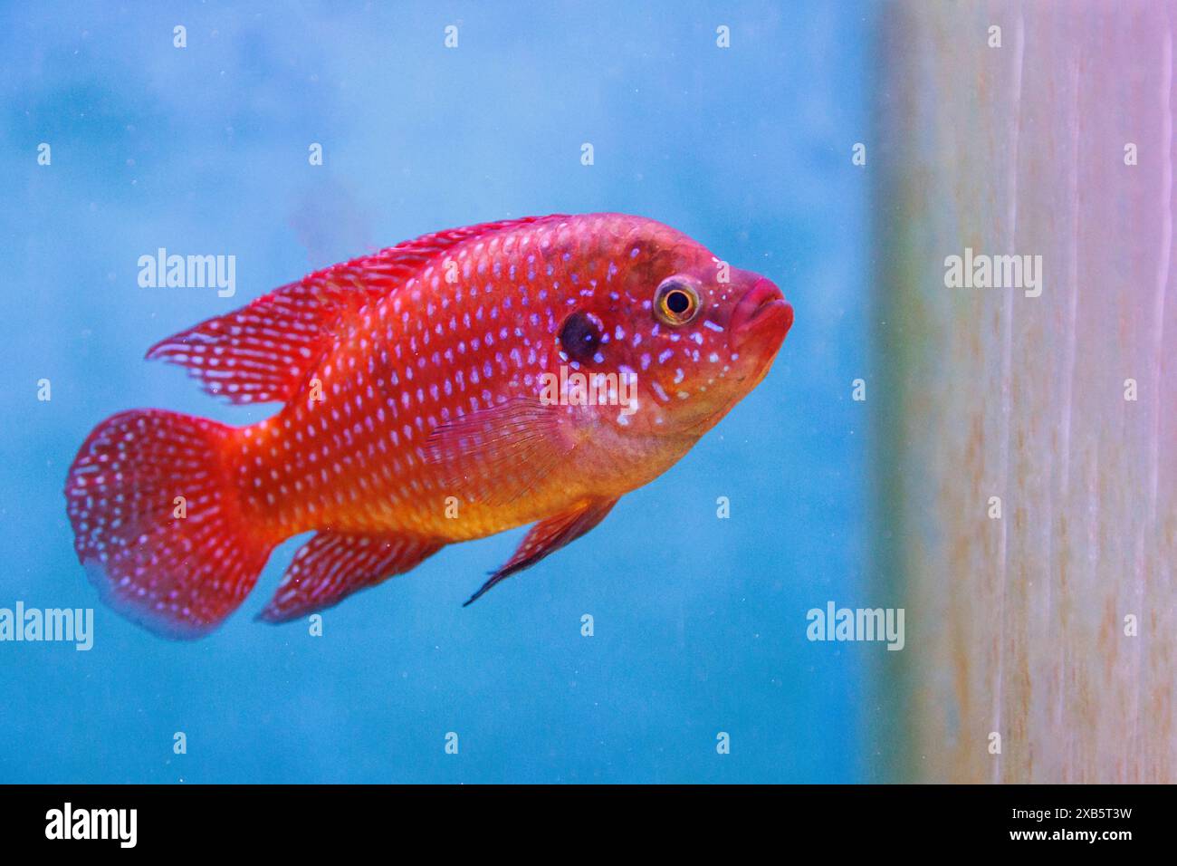 Blood-Red Jewel Cichlid - Hemichromis lifalili Stock Photo - Alamy