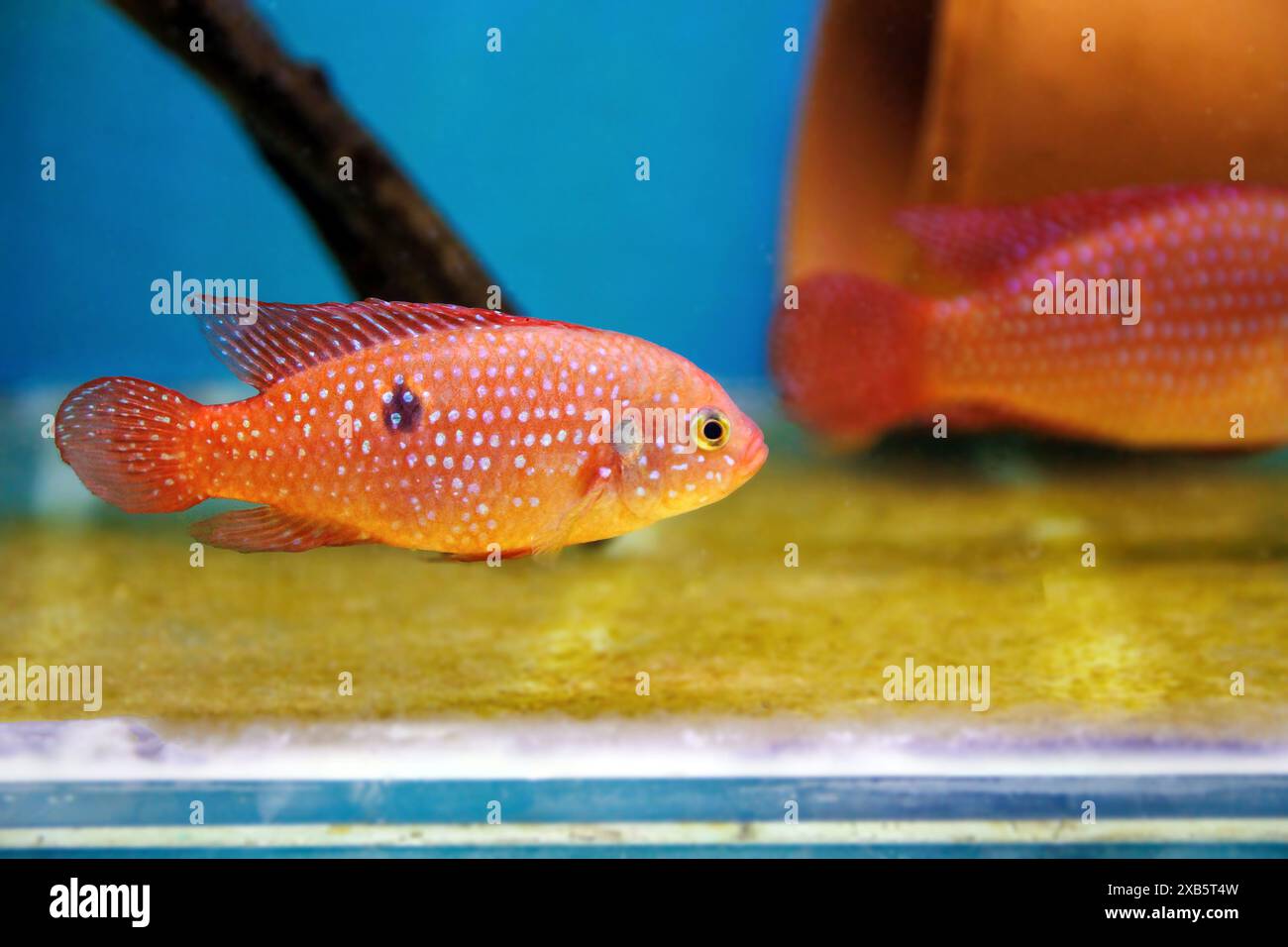 Blood-Red Jewel Cichlid - Hemichromis lifalili Stock Photo - Alamy