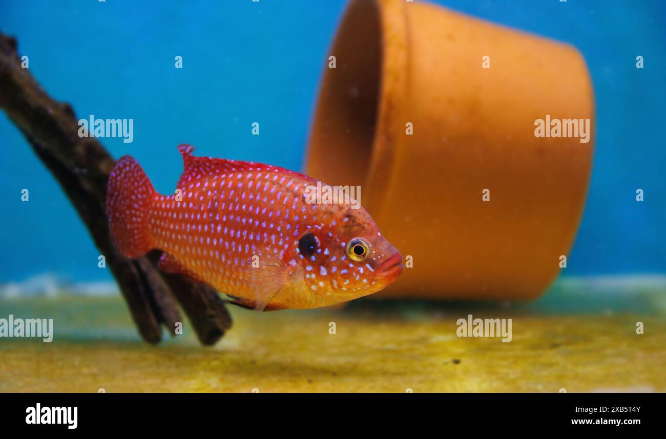 Blood-Red Jewel Cichlid - Hemichromis lifalili Stock Photo - Alamy