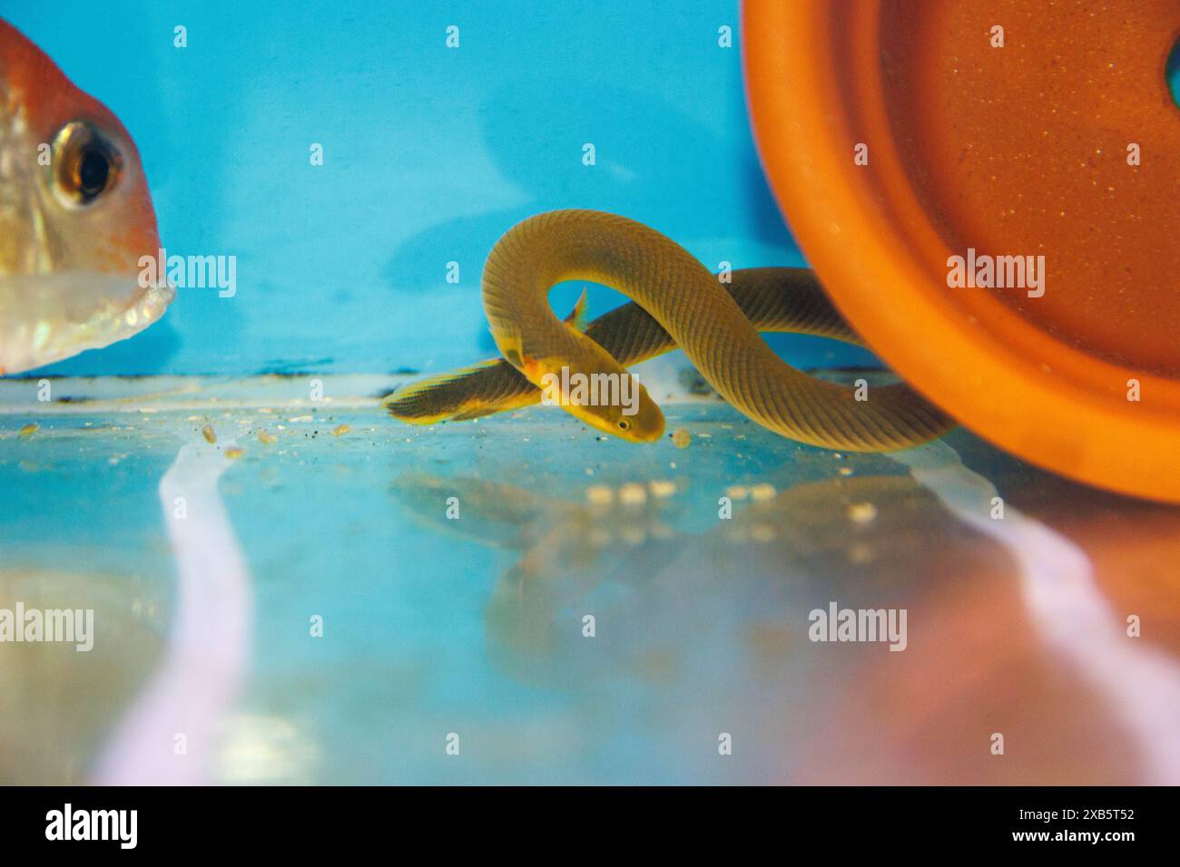 The reedfish, ropefish, or snakefish - (Erpetoichthys calabaricus ...