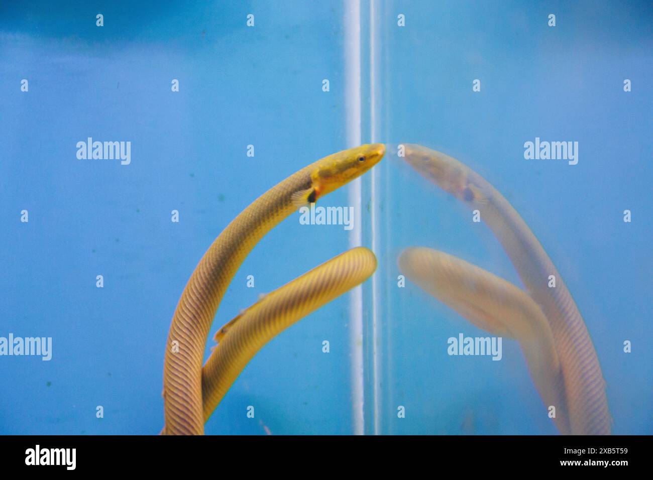 The reedfish, ropefish, or snakefish - (Erpetoichthys calabaricus ...