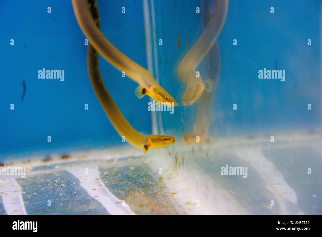 The reedfish, ropefish, or snakefish - (Erpetoichthys calabaricus ...