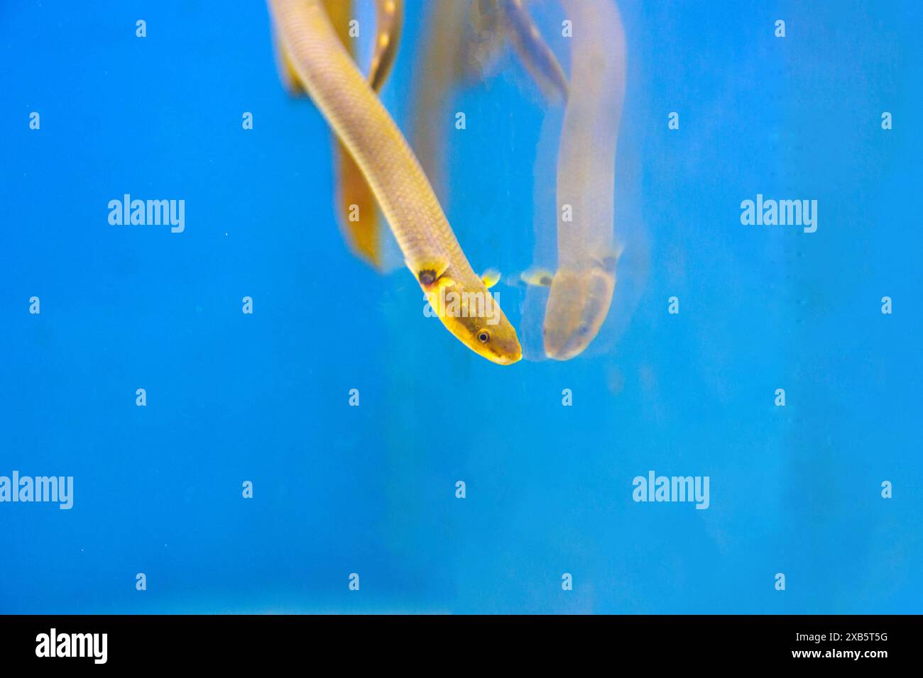 The reedfish, ropefish, or snakefish - (Erpetoichthys calabaricus ...