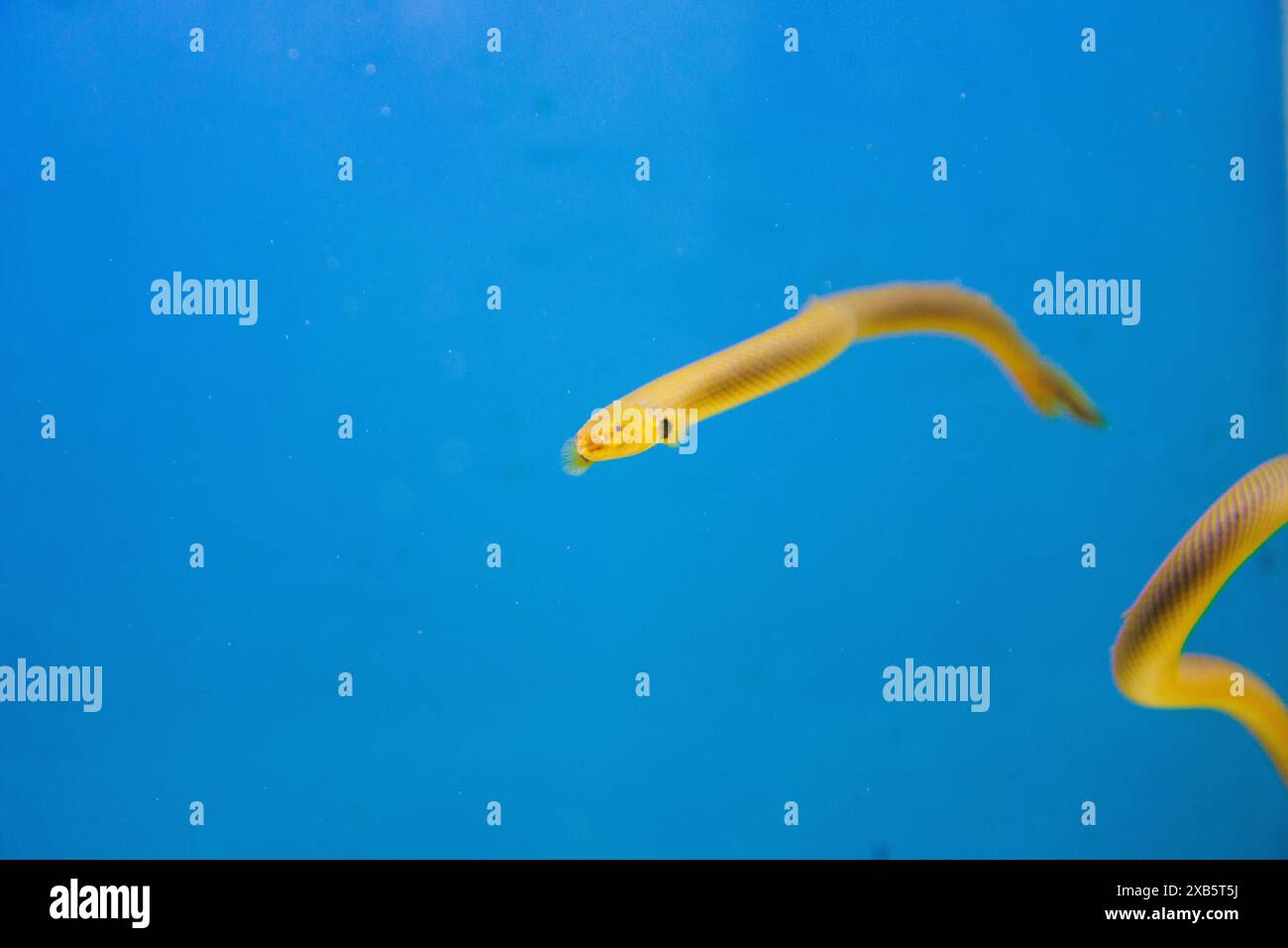 The reedfish, ropefish, or snakefish - (Erpetoichthys calabaricus ...