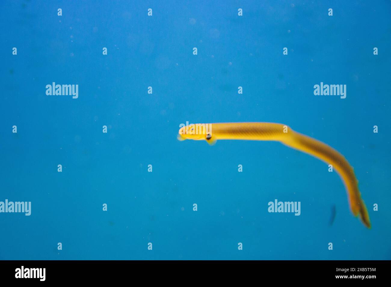 The reedfish, ropefish, or snakefish - (Erpetoichthys calabaricus ...