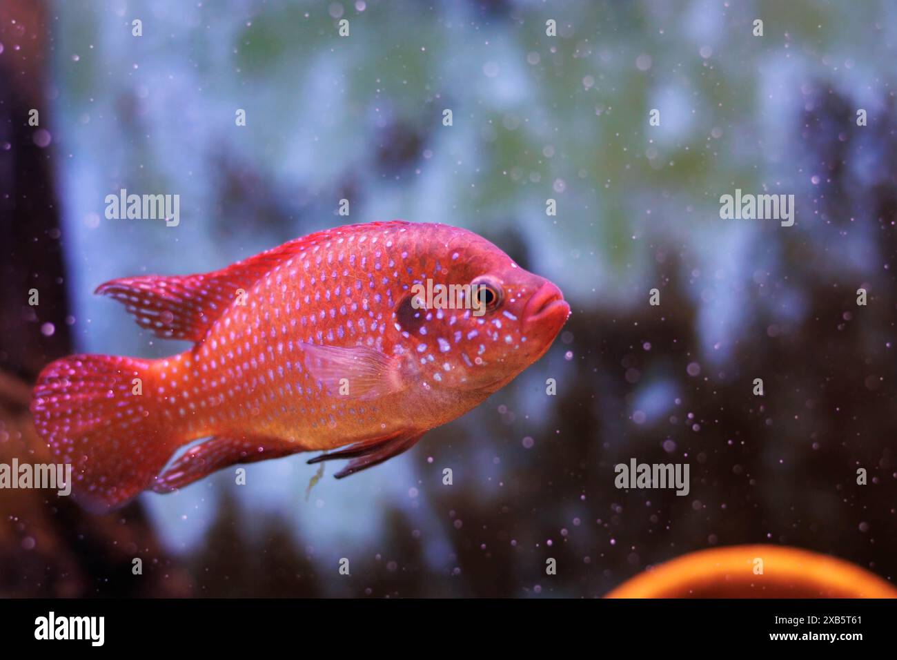 Blood-Red Jewel Cichlid - Hemichromis lifalili Stock Photo - Alamy
