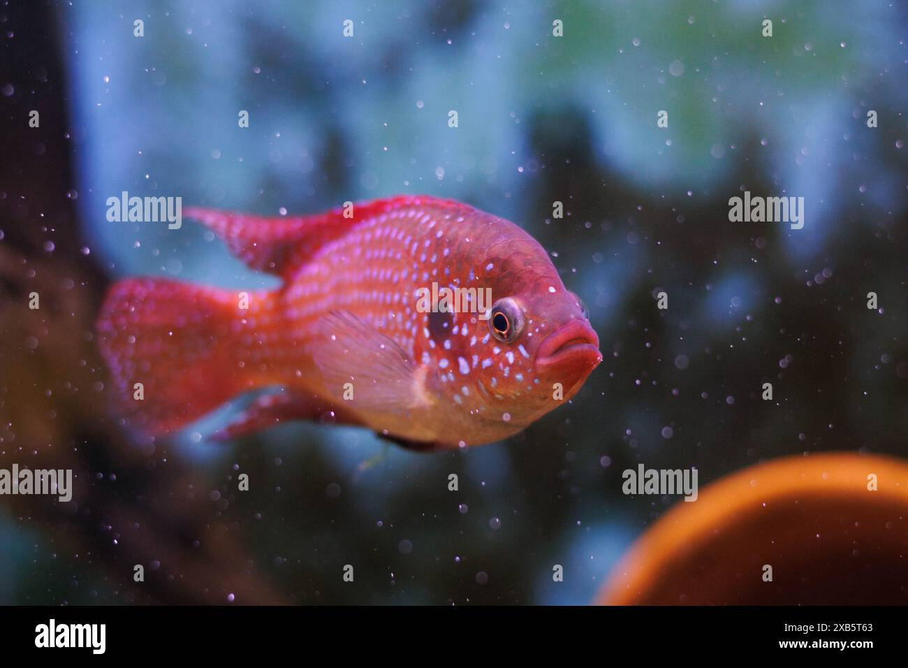 Blood-Red Jewel Cichlid - Hemichromis lifalili Stock Photo - Alamy