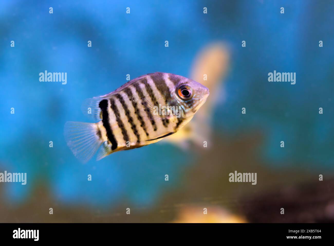 Banded cichlid fish - Heros efasciatus Stock Photo - Alamy