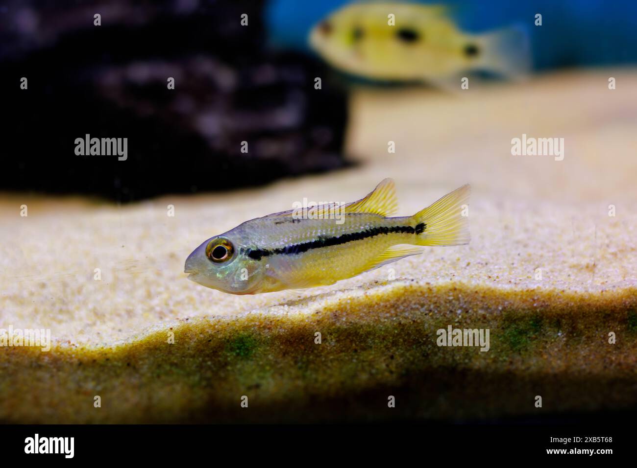 Macaw Nicaraguense Cichlid fish - (Hypsophrys nicaraguensis Stock Photo ...