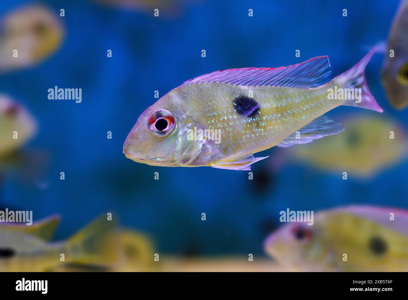 Red Head Tapajos freshwater fish - Geophagus sp Stock Photo - Alamy