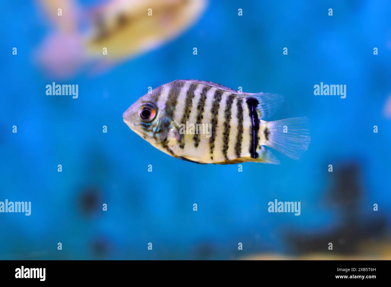 Banded cichlid fish - Heros efasciatus Stock Photo - Alamy