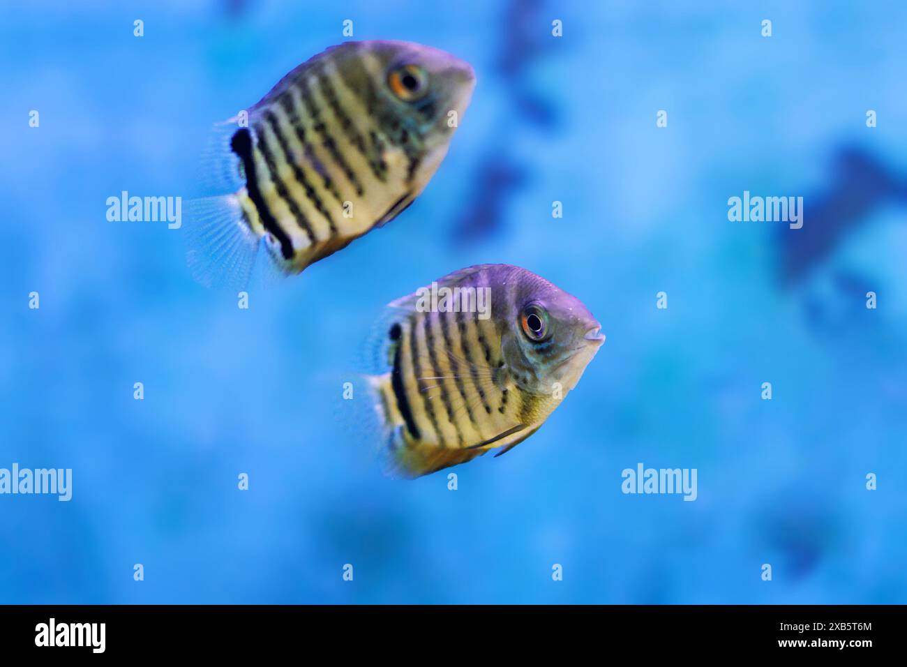 Banded cichlid fish - Heros efasciatus Stock Photo - Alamy