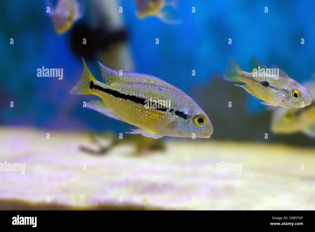 Macaw Nicaraguense Cichlid fish - (Hypsophrys nicaraguensis Stock Photo ...