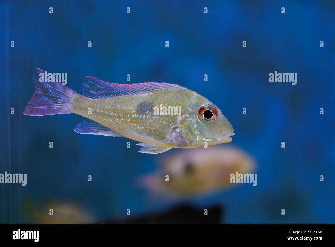 Red Head Tapajos freshwater fish - Geophagus sp Stock Photo - Alamy