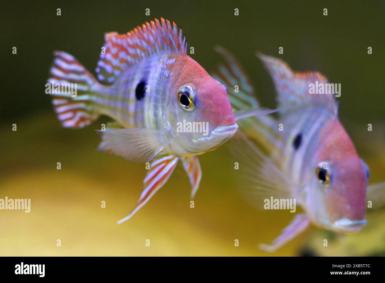 Red Head Tapajos freshwater fish - Geophagus sp Stock Photo - Alamy