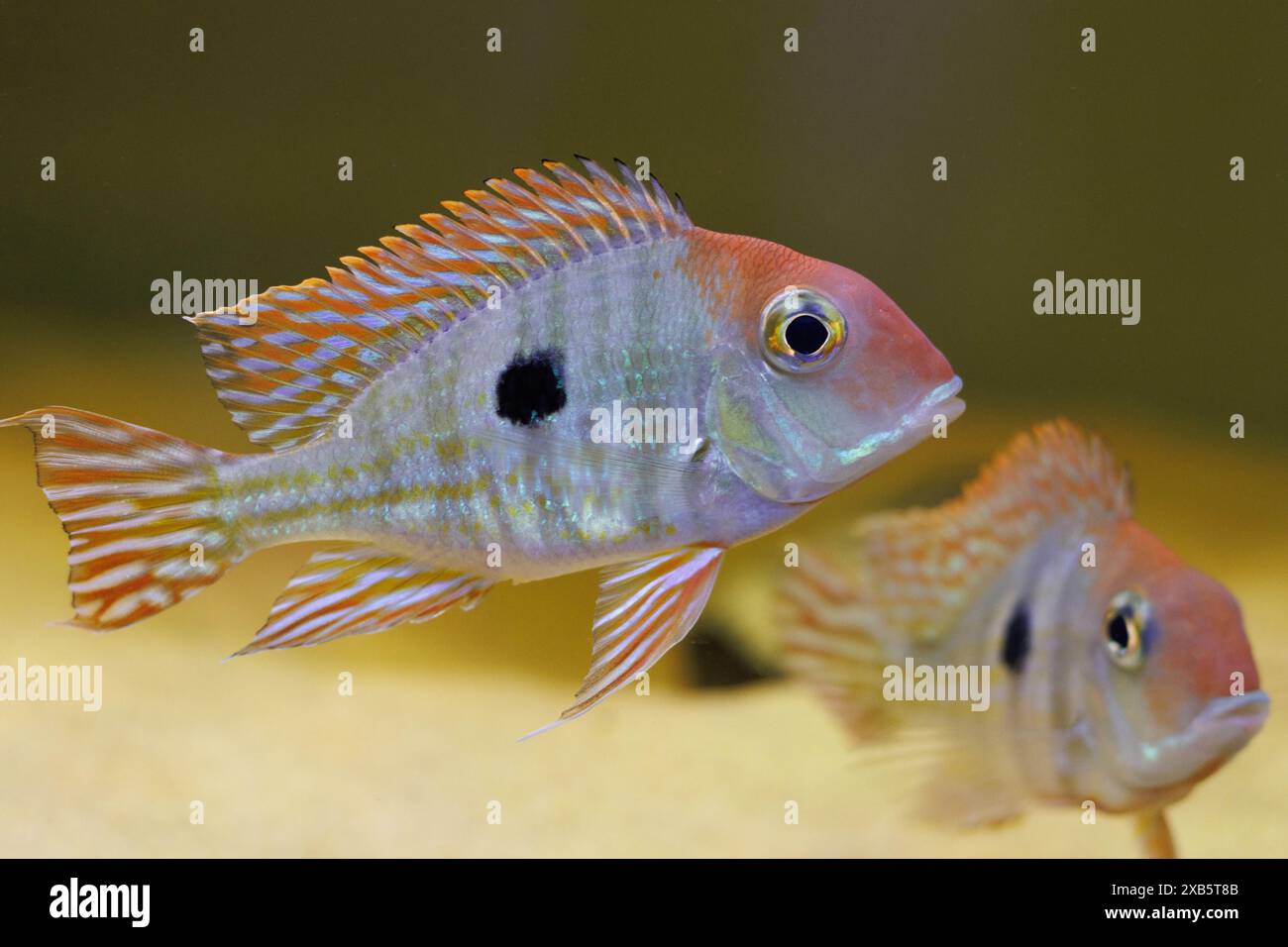 Red Head Tapajos freshwater fish - Geophagus sp Stock Photo - Alamy