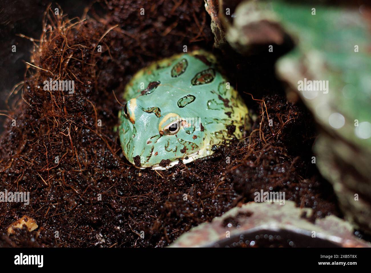 Horned frogs hi-res stock photography and images - Alamy