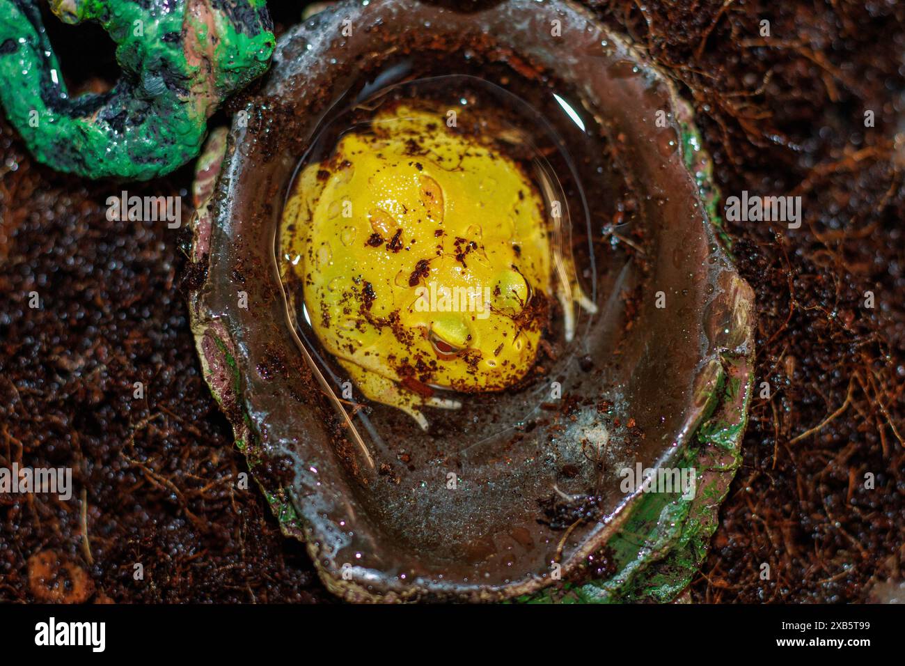 Pacman Frog is South American horned frogs, from genus Ceratophrys ...