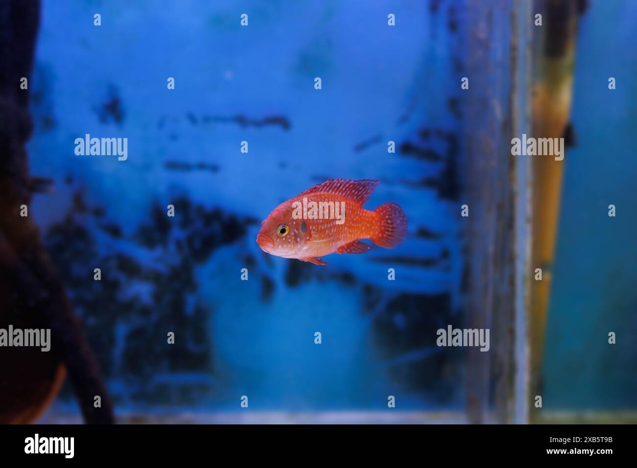 Blood-Red Jewel Cichlid - Hemichromis lifalili Stock Photo - Alamy