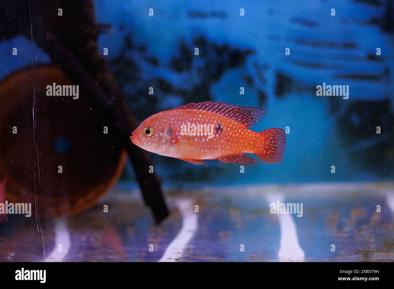 Kongo fish hi-res stock photography and images - Alamy