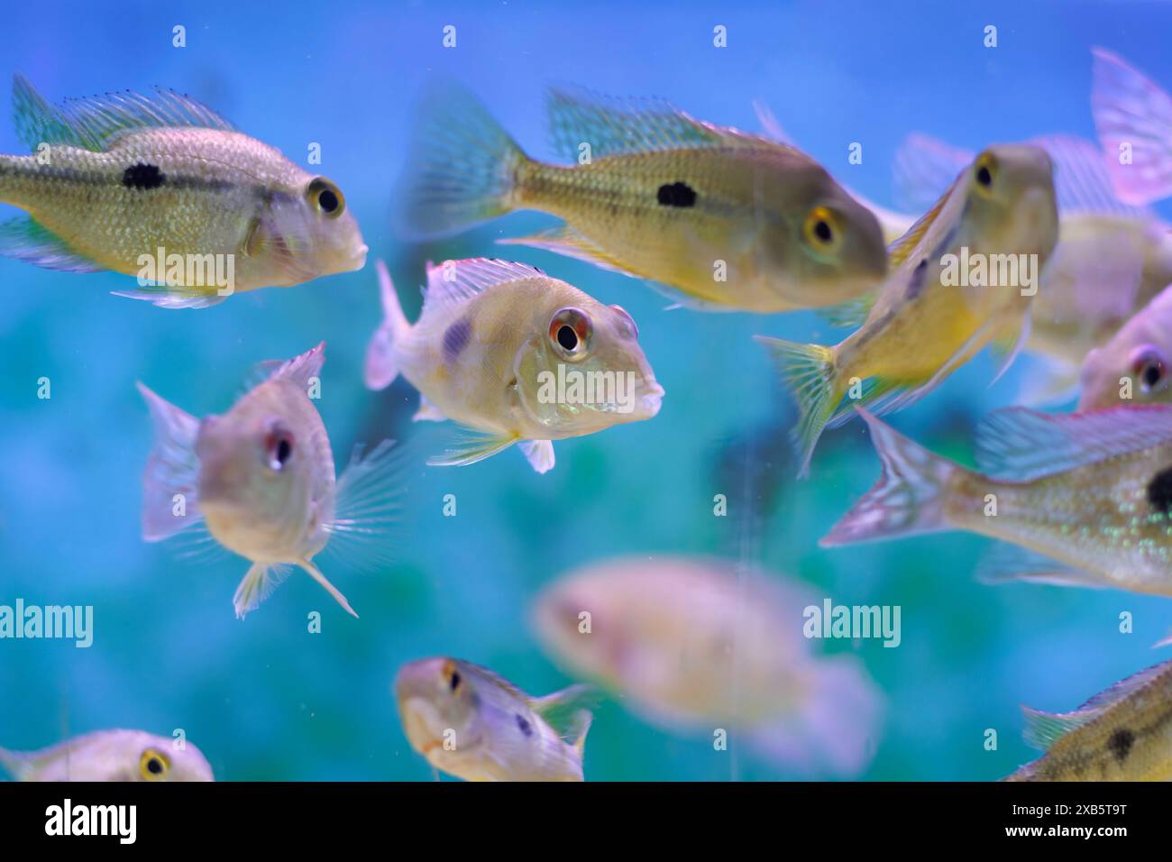 Red Head Tapajos freshwater fish - Geophagus sp Stock Photo - Alamy