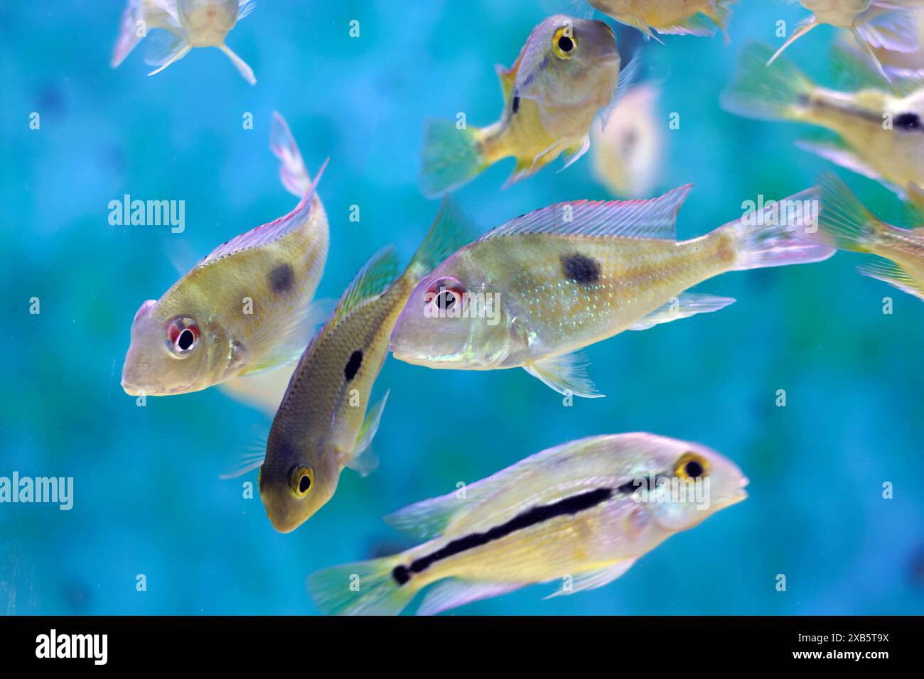 Red Head Tapajos freshwater fish - Geophagus sp Stock Photo - Alamy
