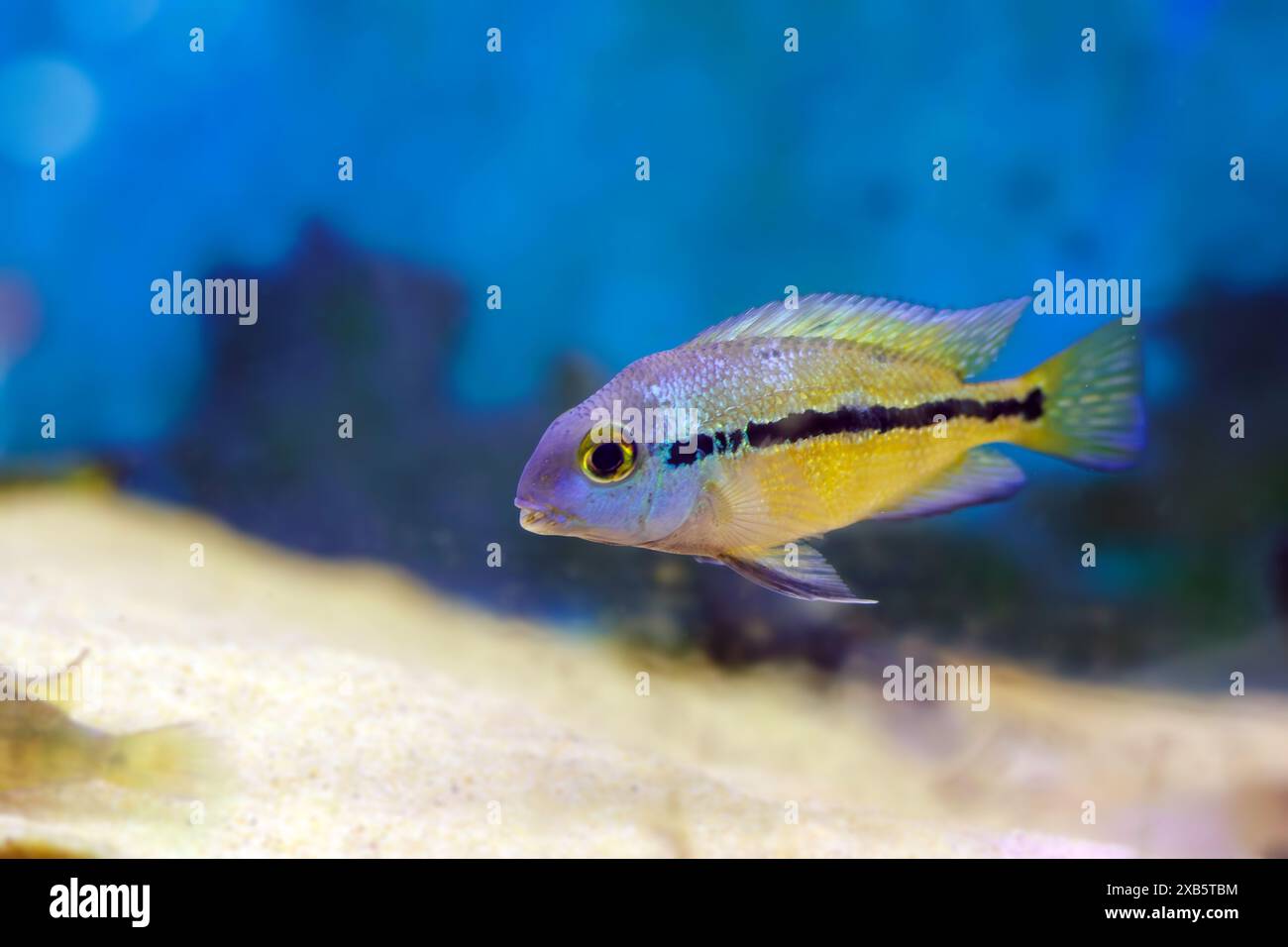 Macaw Nicaraguense Cichlid fish - (Hypsophrys nicaraguensis Stock Photo ...