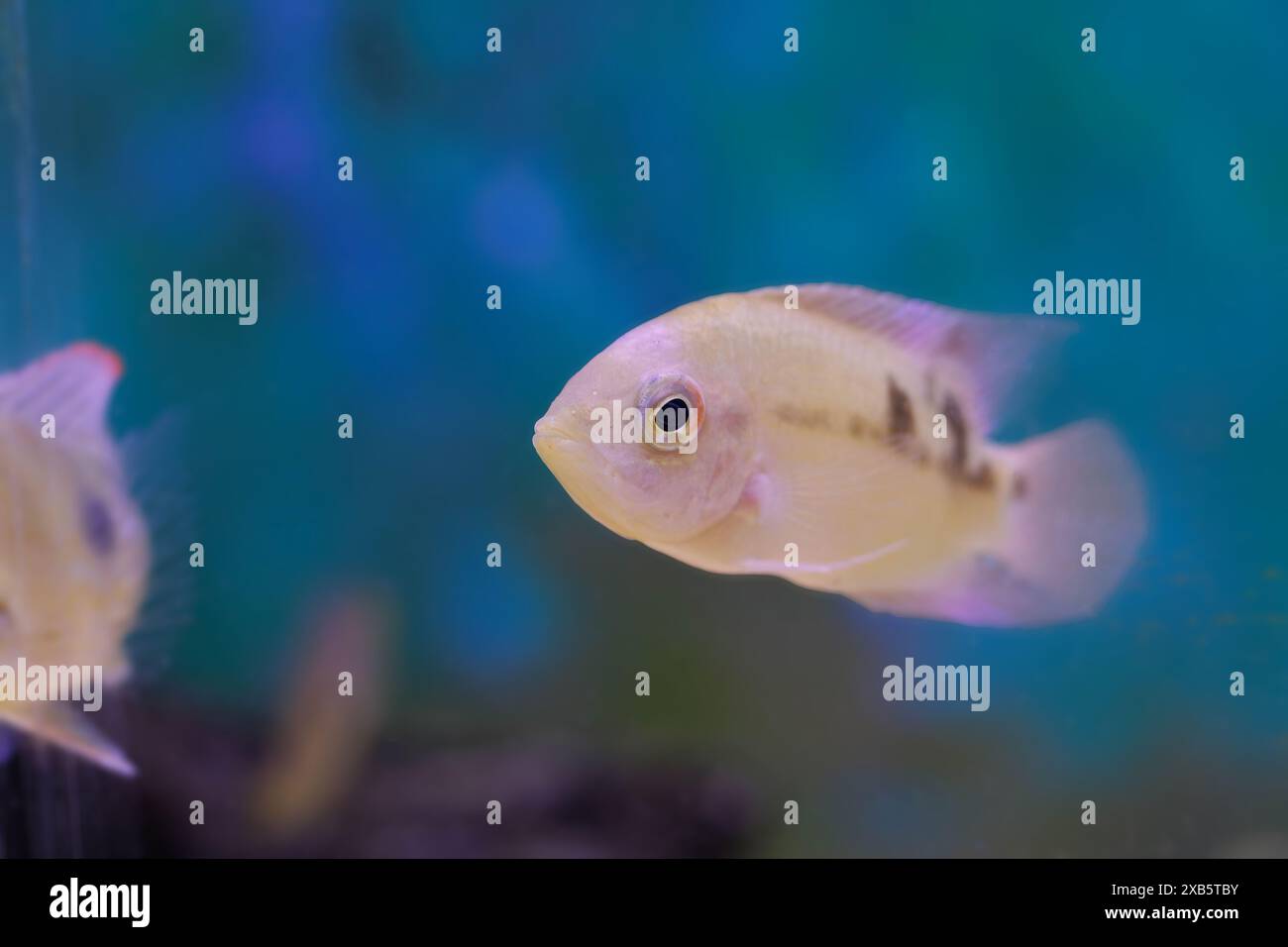 The emerald cichlid fish - (Hypselecara temporalis Stock Photo - Alamy