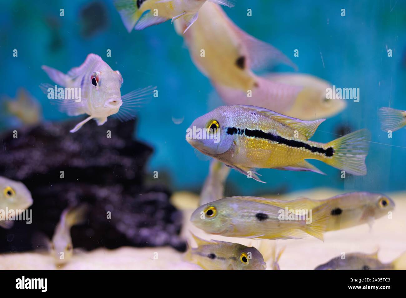 Macaw Nicaraguense Cichlid fish - (Hypsophrys nicaraguensis Stock Photo ...