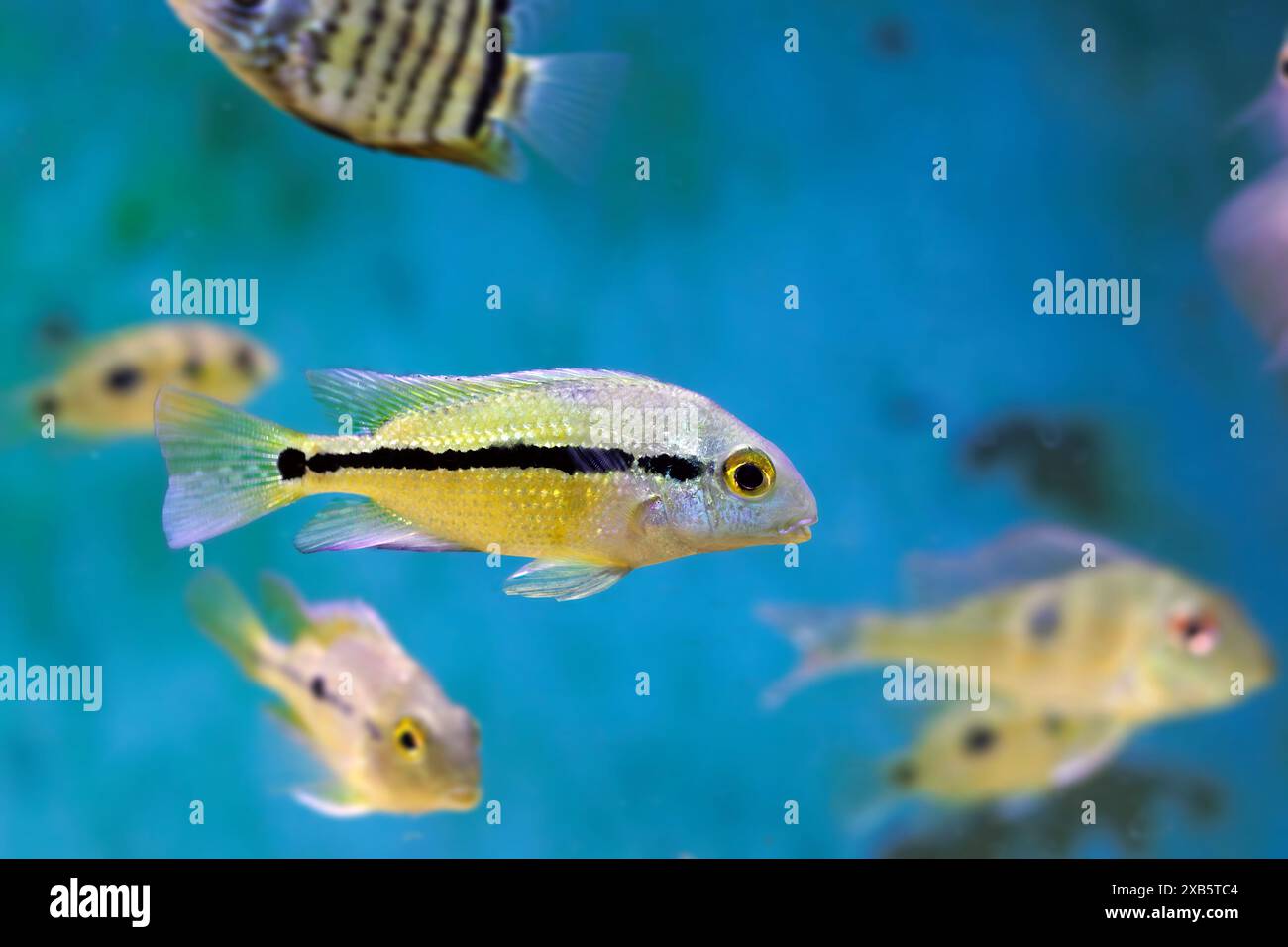 Macaw Nicaraguense Cichlid fish - (Hypsophrys nicaraguensis Stock Photo ...