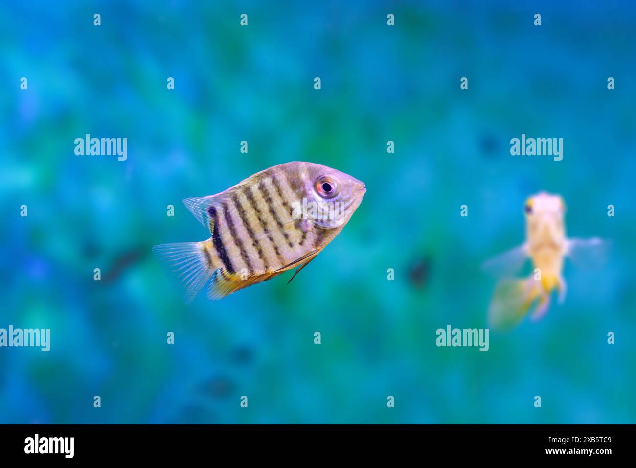 Heros fish hi-res stock photography and images - Alamy