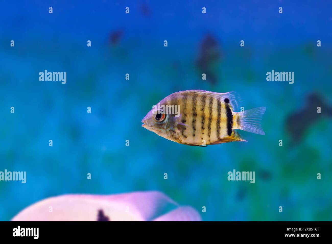 Banded cichlid fish - Heros efasciatus Stock Photo - Alamy