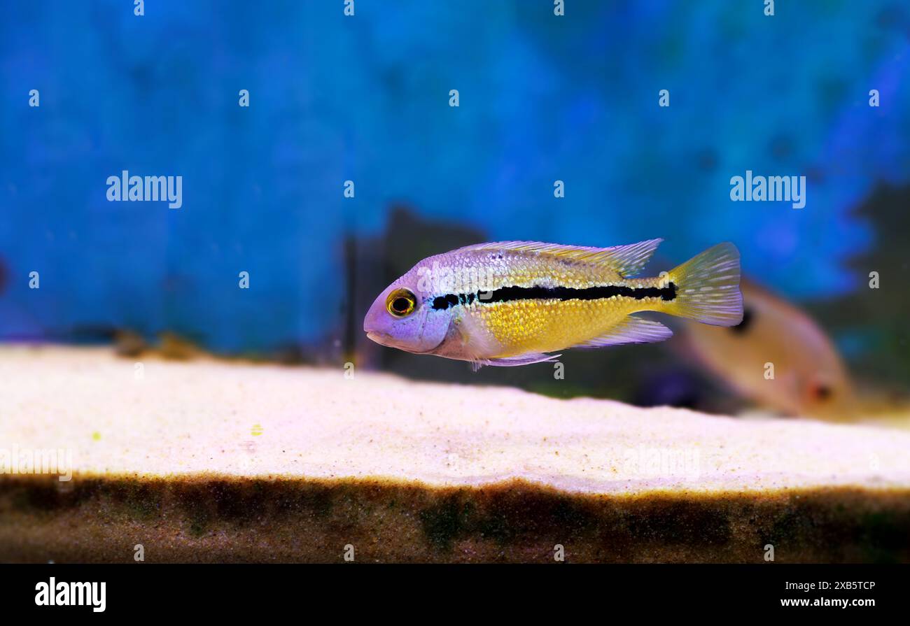 Macaw Nicaraguense Cichlid fish - (Hypsophrys nicaraguensis Stock Photo ...