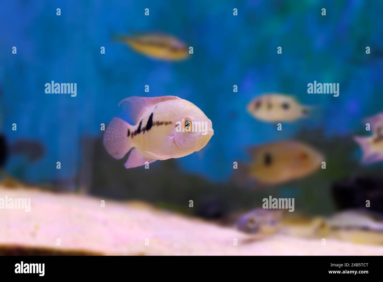 The emerald cichlid fish - (Hypselecara temporalis Stock Photo - Alamy