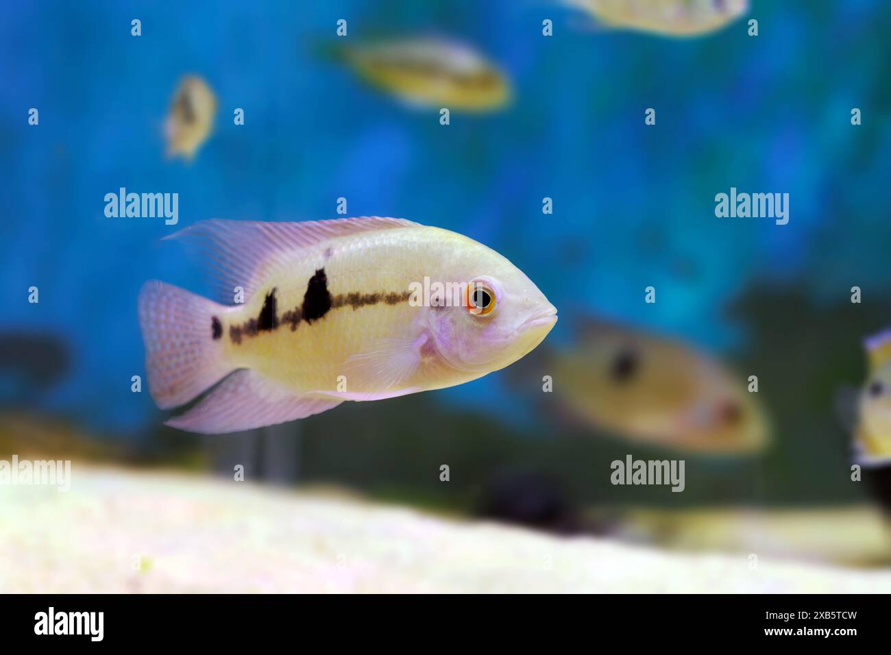 The emerald cichlid fish - (Hypselecara temporalis Stock Photo - Alamy